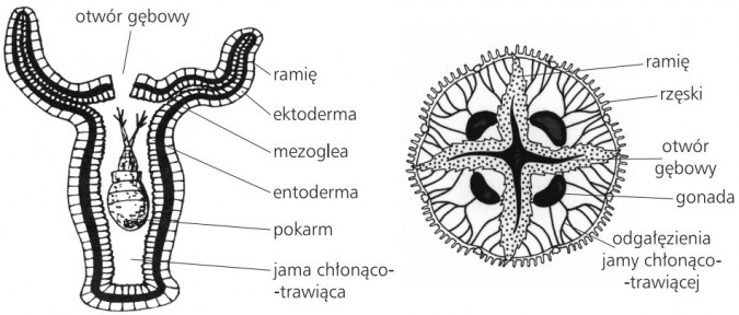 Budowa dna oceanu - Organizmy żyjące w morzach i oceanach - Geografia ...