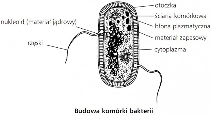 Bakterie - Biologia - Opracowania.pl