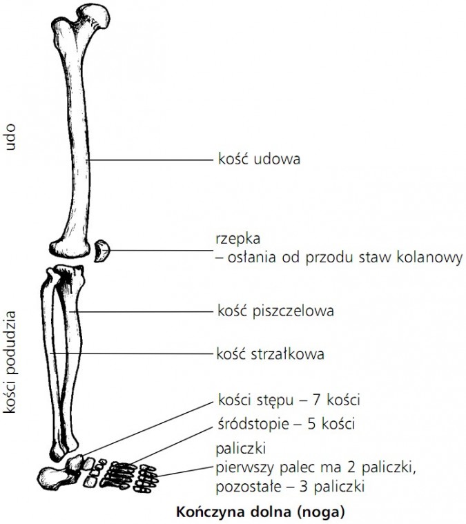 Układ ruchu - Układ szkieletowy - Biologia - Opracowania.pl