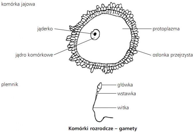Rozmnażanie i rozwój - Rozwój zarodkowy i płodowy - Biologia ...