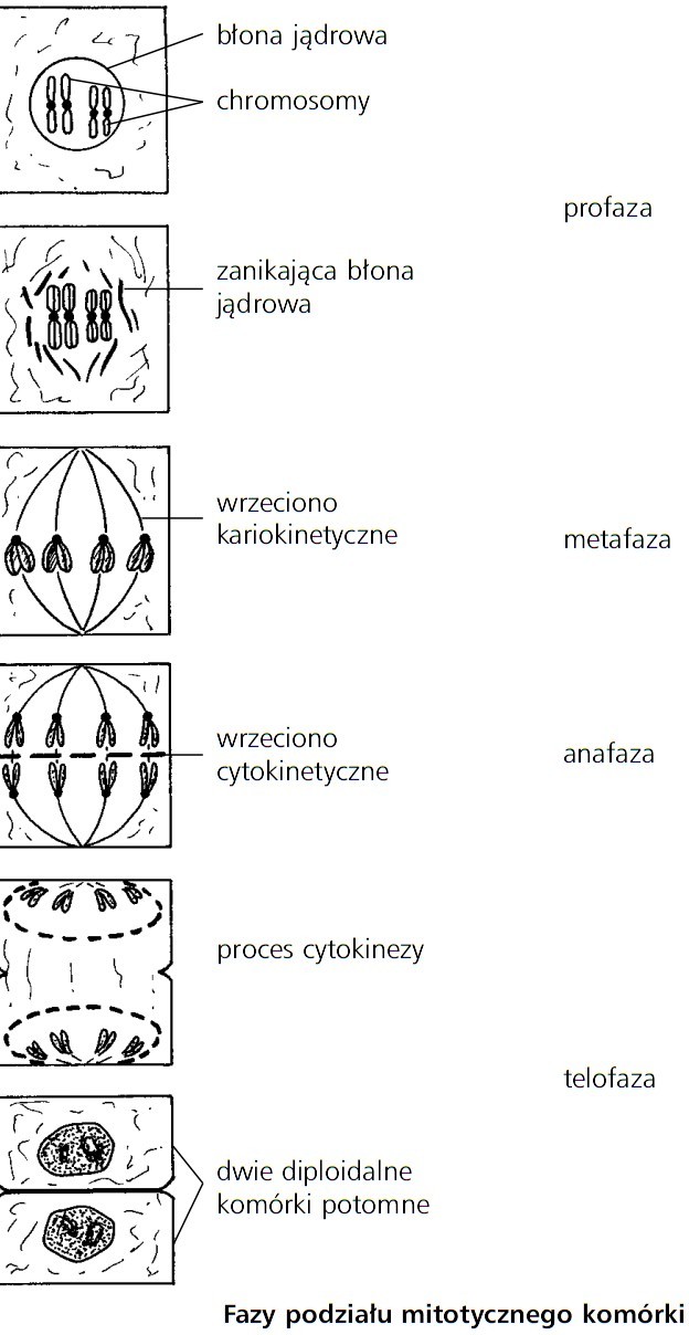 Podziały komórek - Mejoza - przebieg i znaczenie - Biologia ...