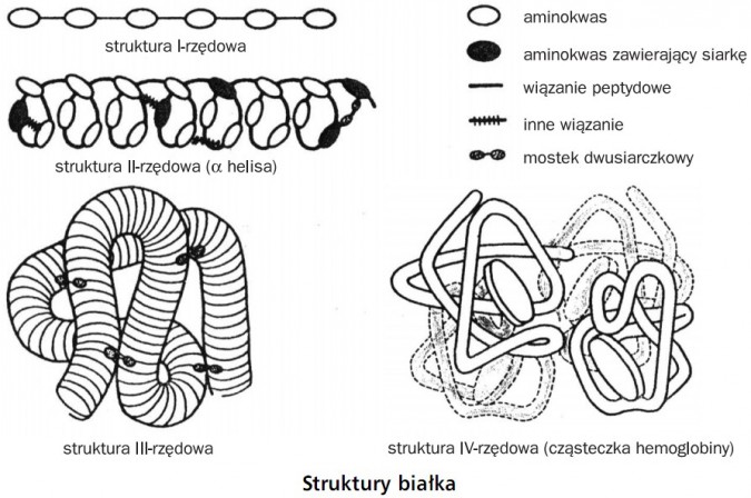 Sk ad Chemiczny Kom rki Bia ka proteiny Biologia Opracowania pl Sk ad Chemiczny Kom rki Bia ka proteiny Biologia Opracowania pl