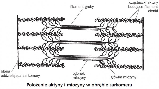 Ruch - mechanizm skurczu mięśnia - Biologia - Opracowania.pl