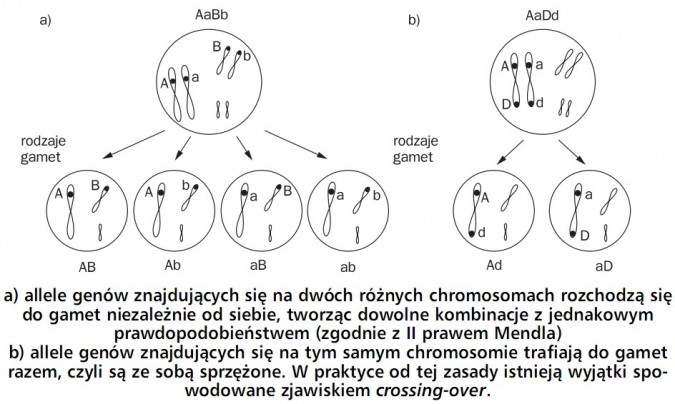 Podstawy genetyki klasycznej - Zasady dziedziczenia - Biologia ...
