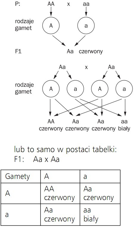Podstawy genetyki klasycznej - Zasady dziedziczenia - Biologia ...