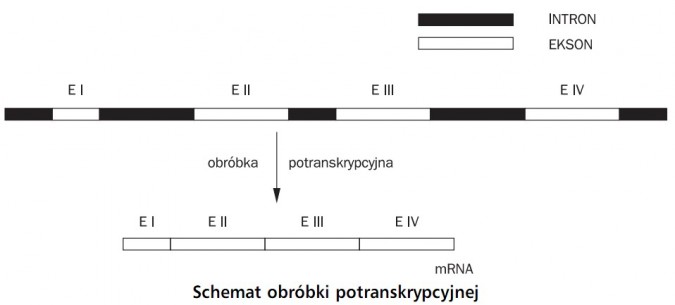 Realizacja informacji genetycznej - Etap 1. Transkrypcja - Biologia ...