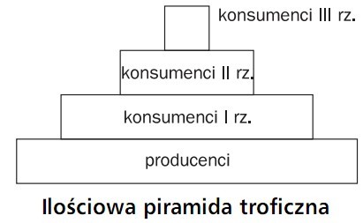 Funkcjonowanie ekosystemów - Ruch materii i energii - Biologia ...